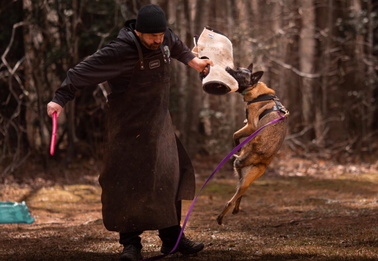 PSA - Tarheel Canine Training